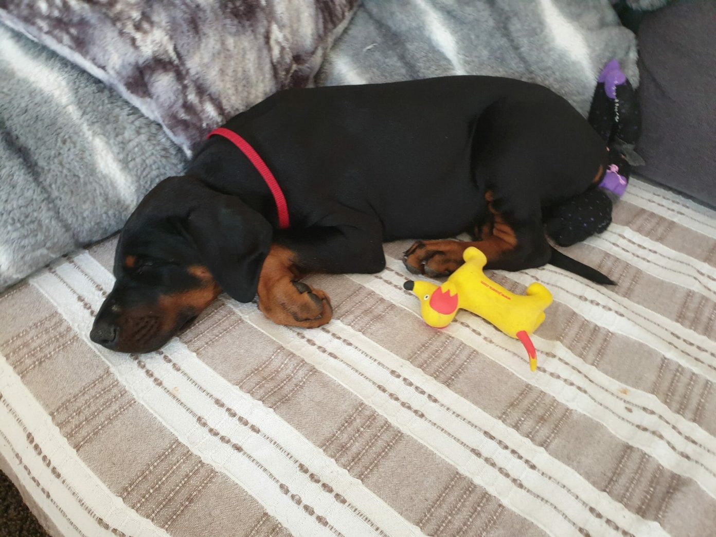Die Rasse Dobermann – Hunderasse Dobermannpinscher