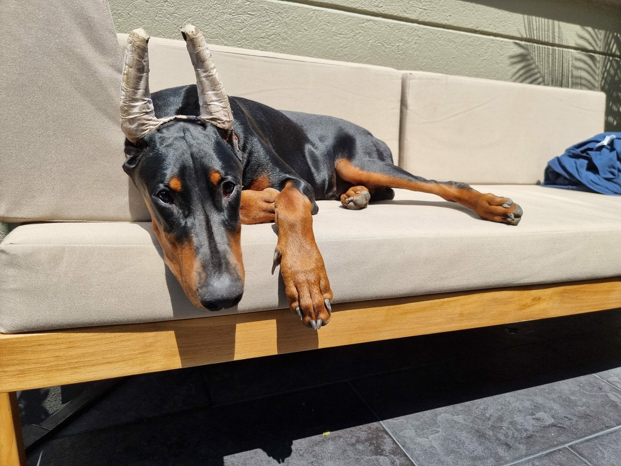 Ear Cropping for Dogs: The Top Vets in Your Area Who Specialize in the ...