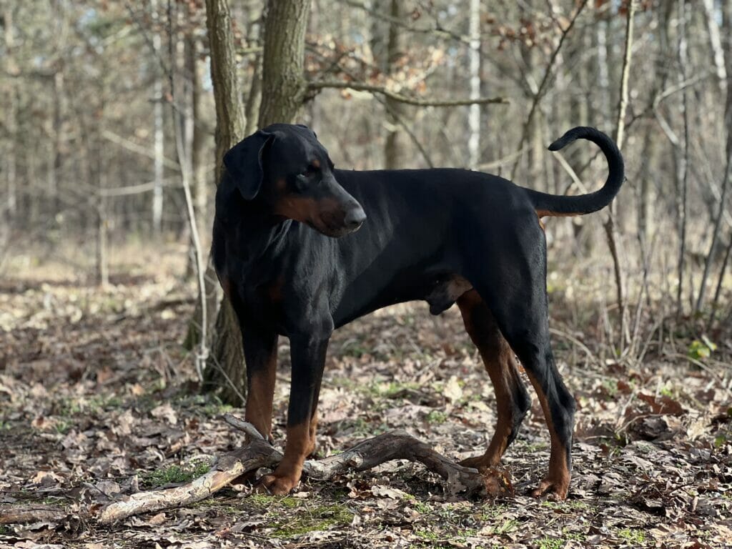 Jordan, a majestic Doberman – Doberman Pinscher Dog Breed