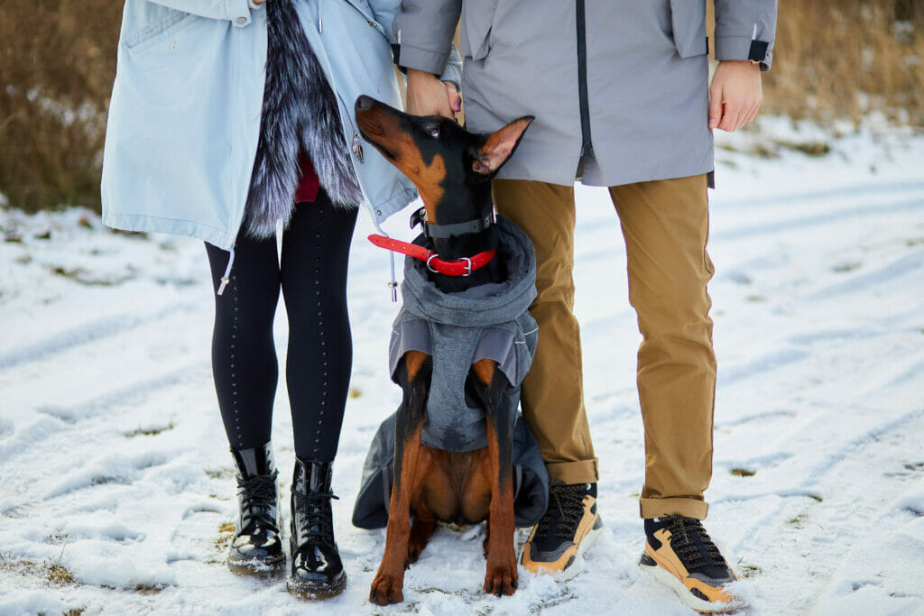 Understanding the Doberman Pinscher: – Doberman Pinscher Dog Breed