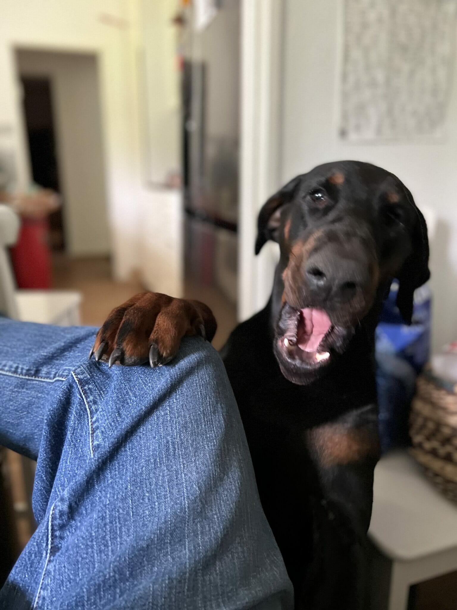 Dobermann.com Characteristics of the Breed – Doberman Pinscher Dog Breed