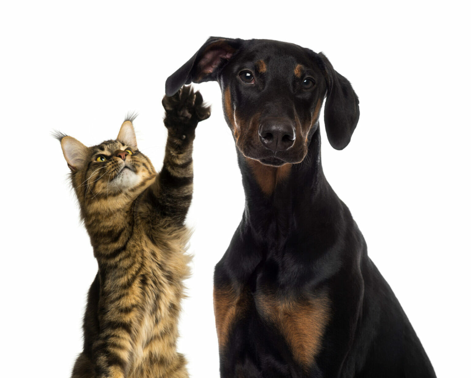 Size Matters: Discovering the Growth Timeline of a Doberman – Doberman ...