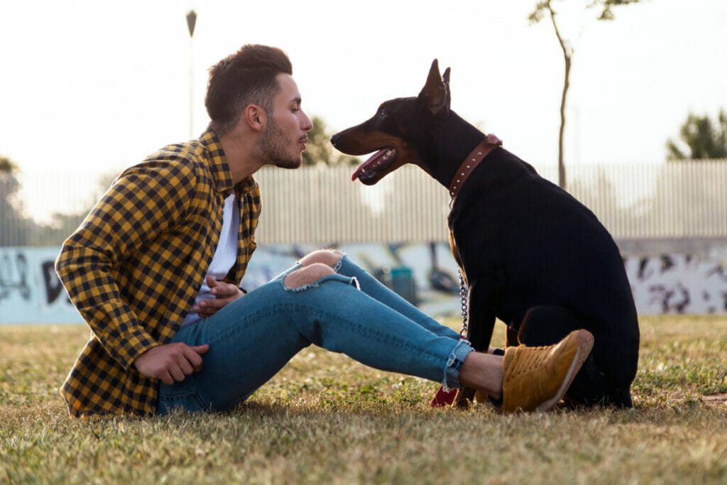 Ear Cropping in Dobermans: Unveiling the Costs – Doberman Pinscher Dog ...